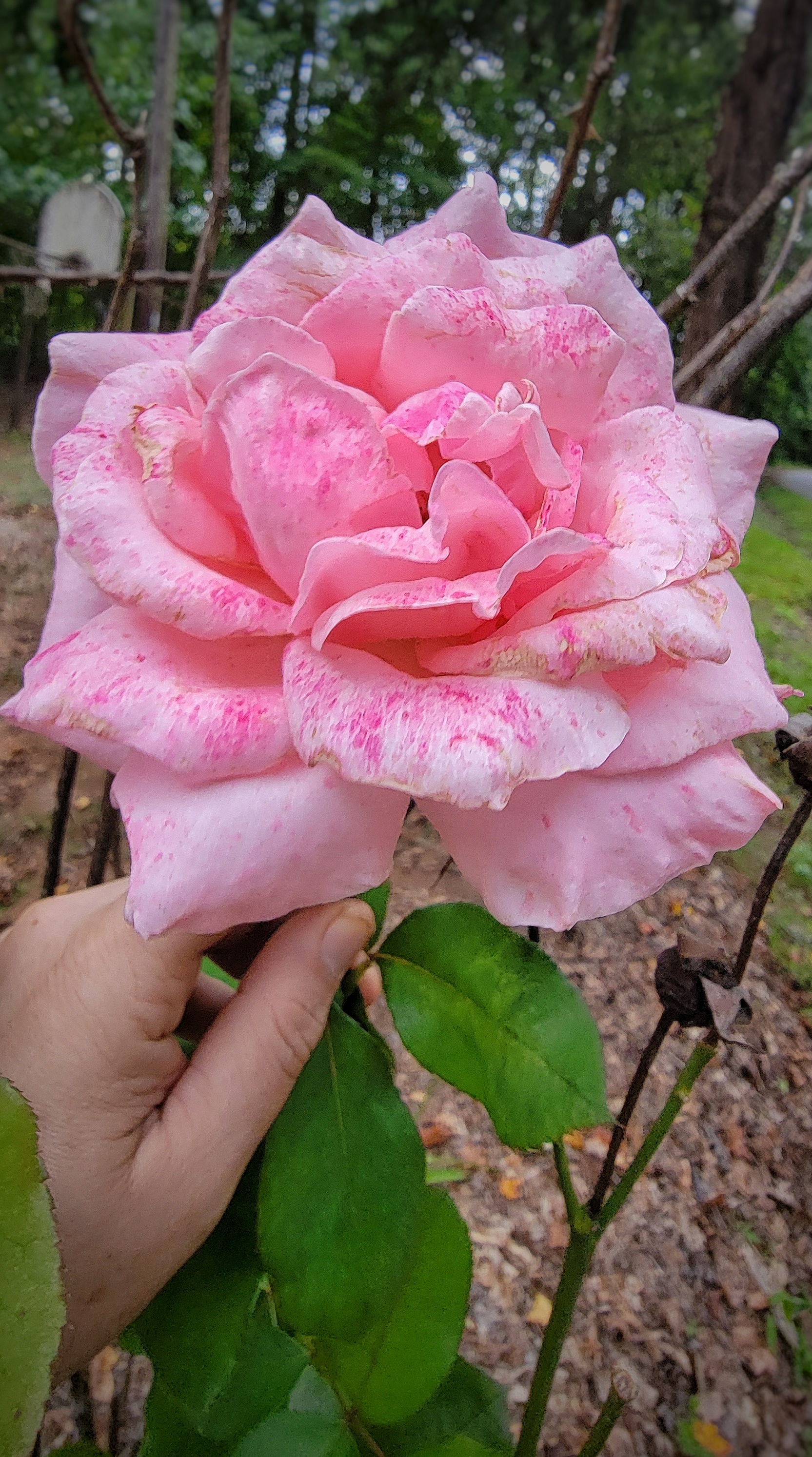 Photo 1 of 26, Roses