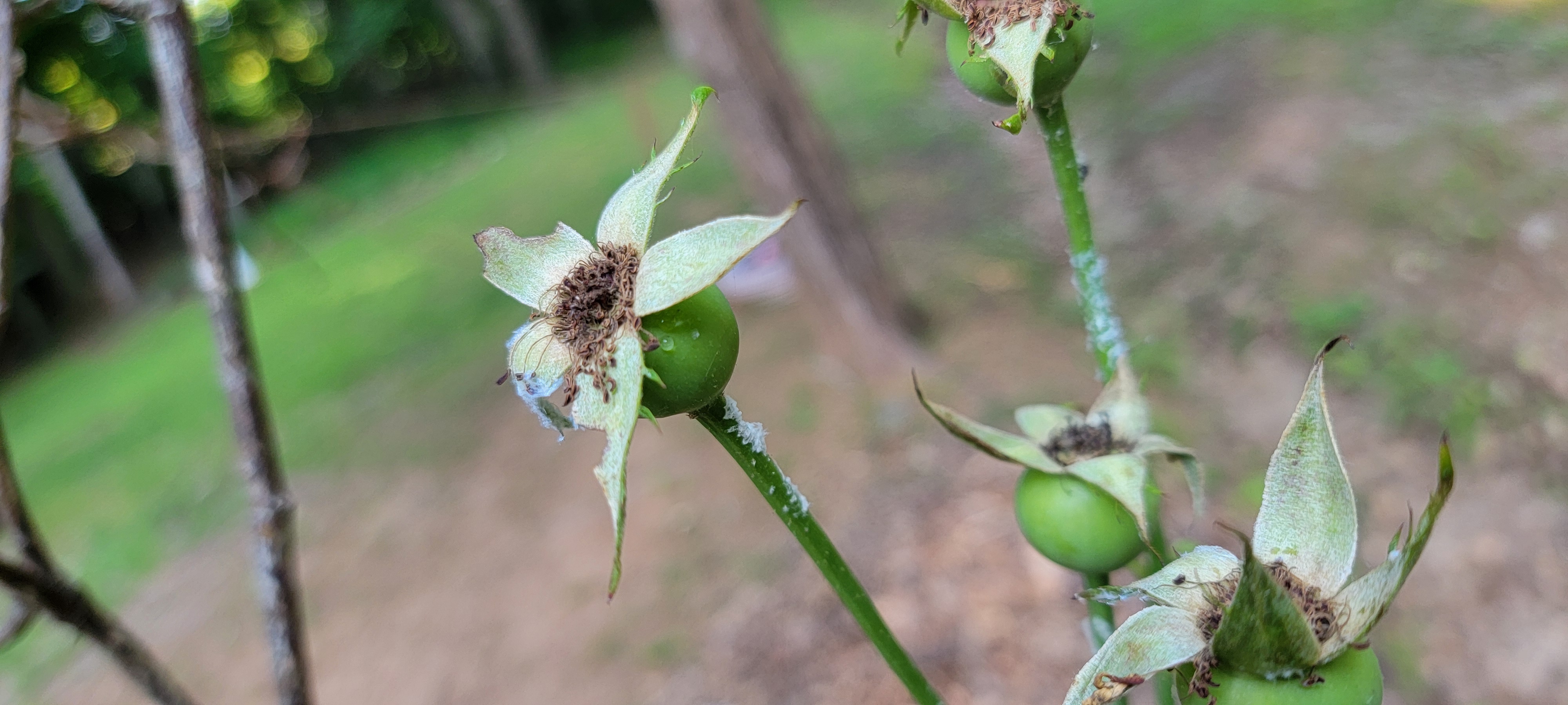 Photo 1 of 274, June