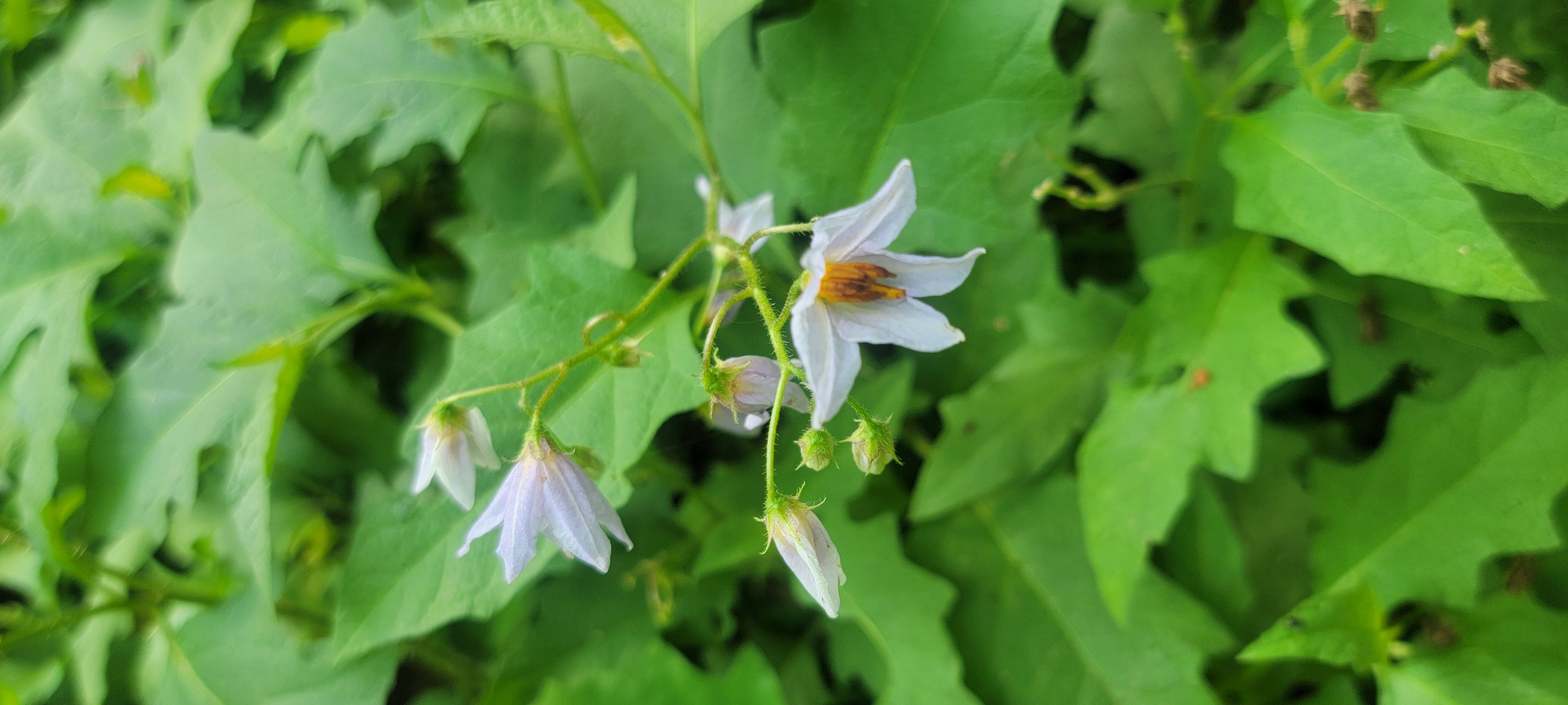 Photo 1 of 373, May Bits and Flowers