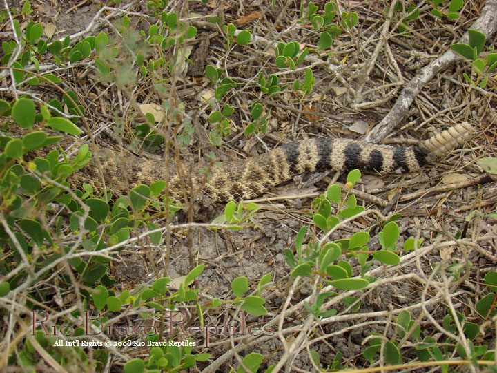 Tip of Texas Diamondback.. - Field Herp Forum