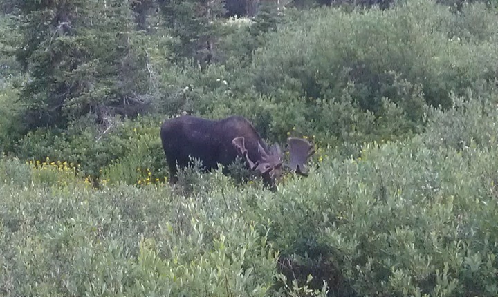 Field Judging Moose????? | Hunt Talk