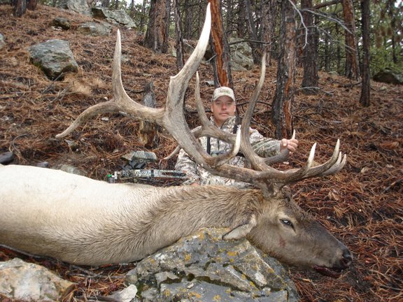 350+ Bull elk Pics | Page 2 | Archery Talk Forum