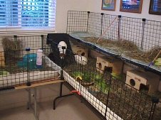 Cavy Cages - Divided cages