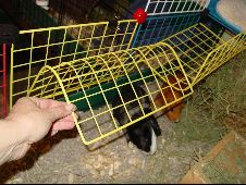 Cavy Cages - Ramps Made Easy