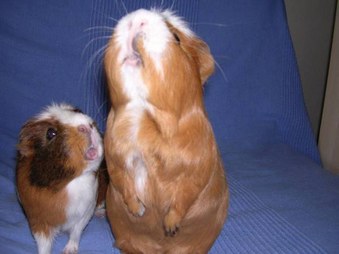Great Guinea Pig Photos