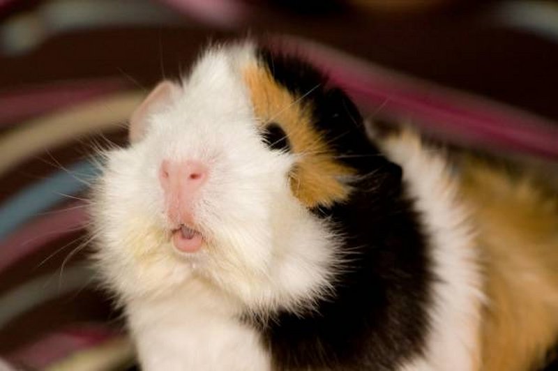 Photo 1 of 18, Great Guinea Pig Photos