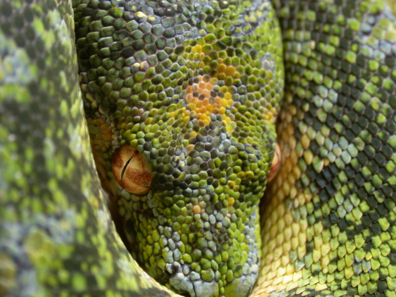 Share your Macro shots here..... in Morelia Viridis Forum, Green Tree ...
