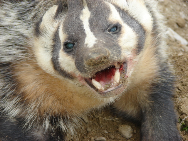 Mean little Badgers | Long Range Hunting Forum – Expert Gear Reviews ...