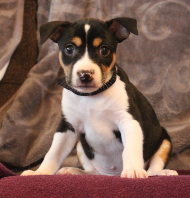 Clan Clark Decker Terriers