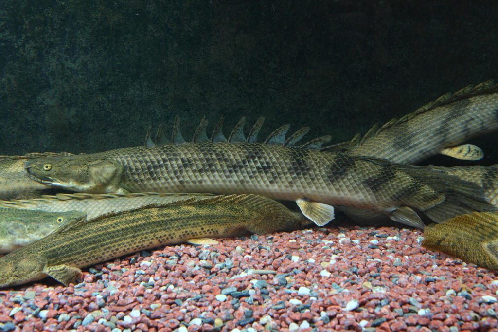 Polypterus Congicus photo thread. | Page 14 | MonsterFishKeepers.com