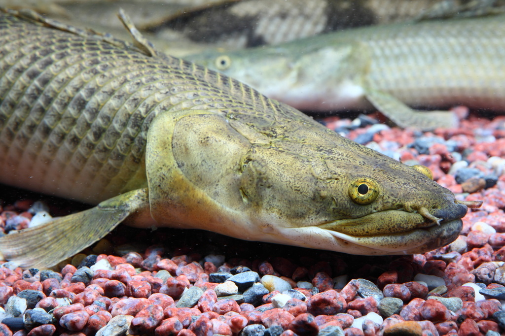 Polypterus Congicus photo thread. | Page 17 | MonsterFishKeepers.com