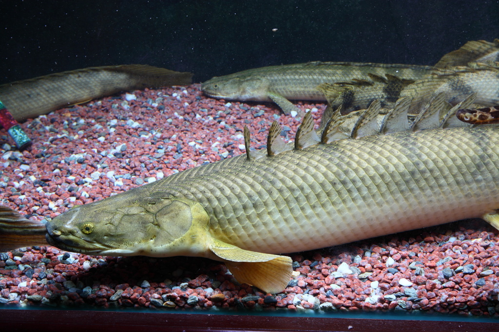 Polypterus Congicus photo thread. | Page 17 | MonsterFishKeepers.com