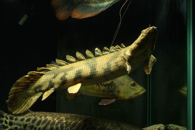 Update bichirs and tankmates | MonsterFishKeepers.com