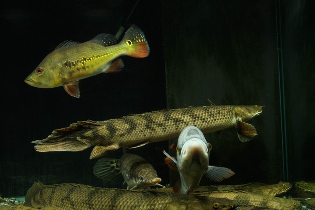 Update bichirs and tankmates | MonsterFishKeepers.com