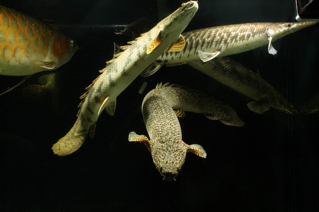 Update bichirs and tankmates | MonsterFishKeepers.com