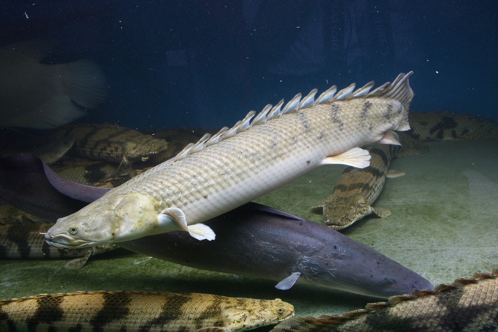 Polypterus Congicus photo thread. | Page 8 | MonsterFishKeepers.com