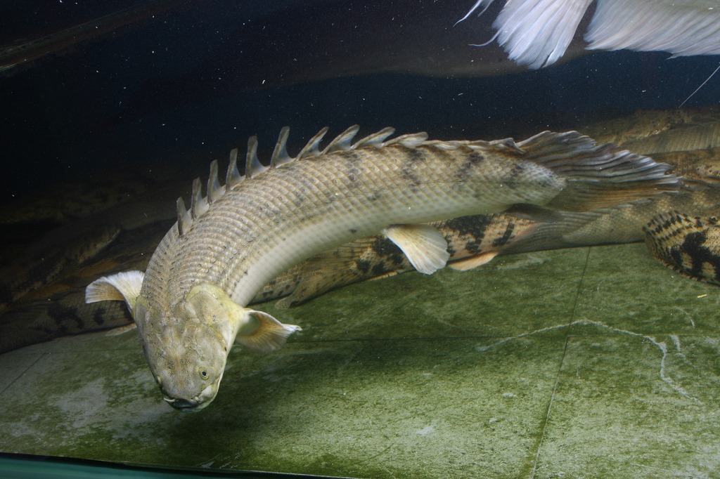 Polypterus Congicus photo thread. | Page 8 | MonsterFishKeepers.com