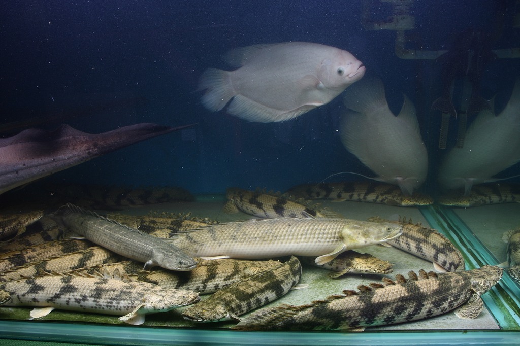 One crazy bichir tank | MonsterFishKeepers.com