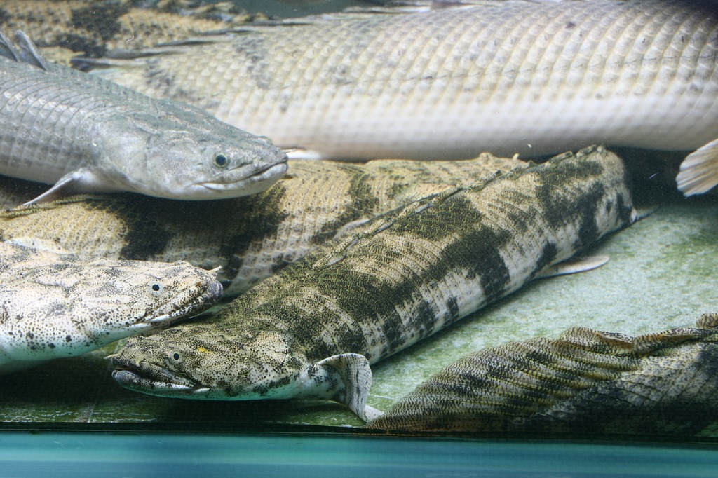 One crazy bichir tank | MonsterFishKeepers.com