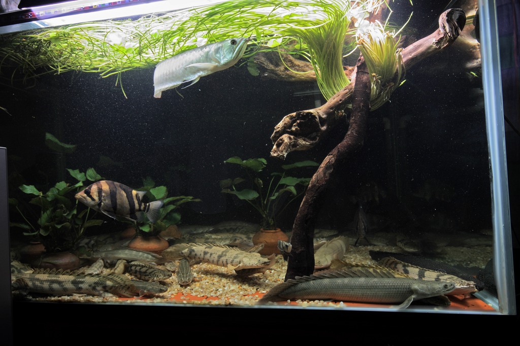One crazy bichir tank | MonsterFishKeepers.com