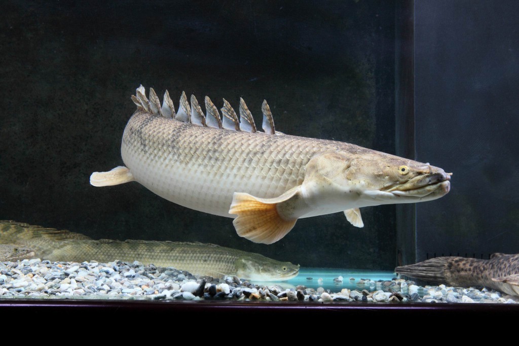 25" endlicheri congicus (update) | Page 7 | MonsterFishKeepers.com