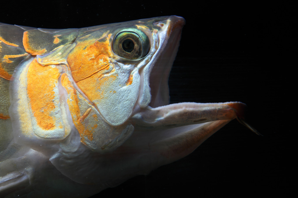 Bichirs (and their tankmates) | MonsterFishKeepers.com