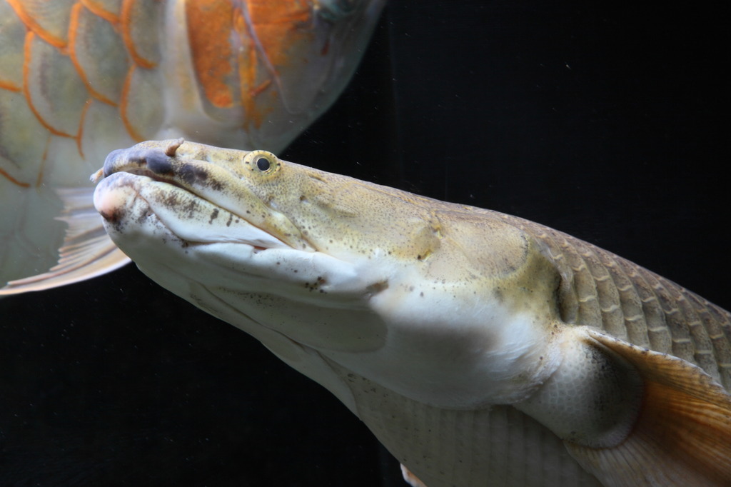 25" endlicheri congicus (update) | Page 7 | MonsterFishKeepers.com