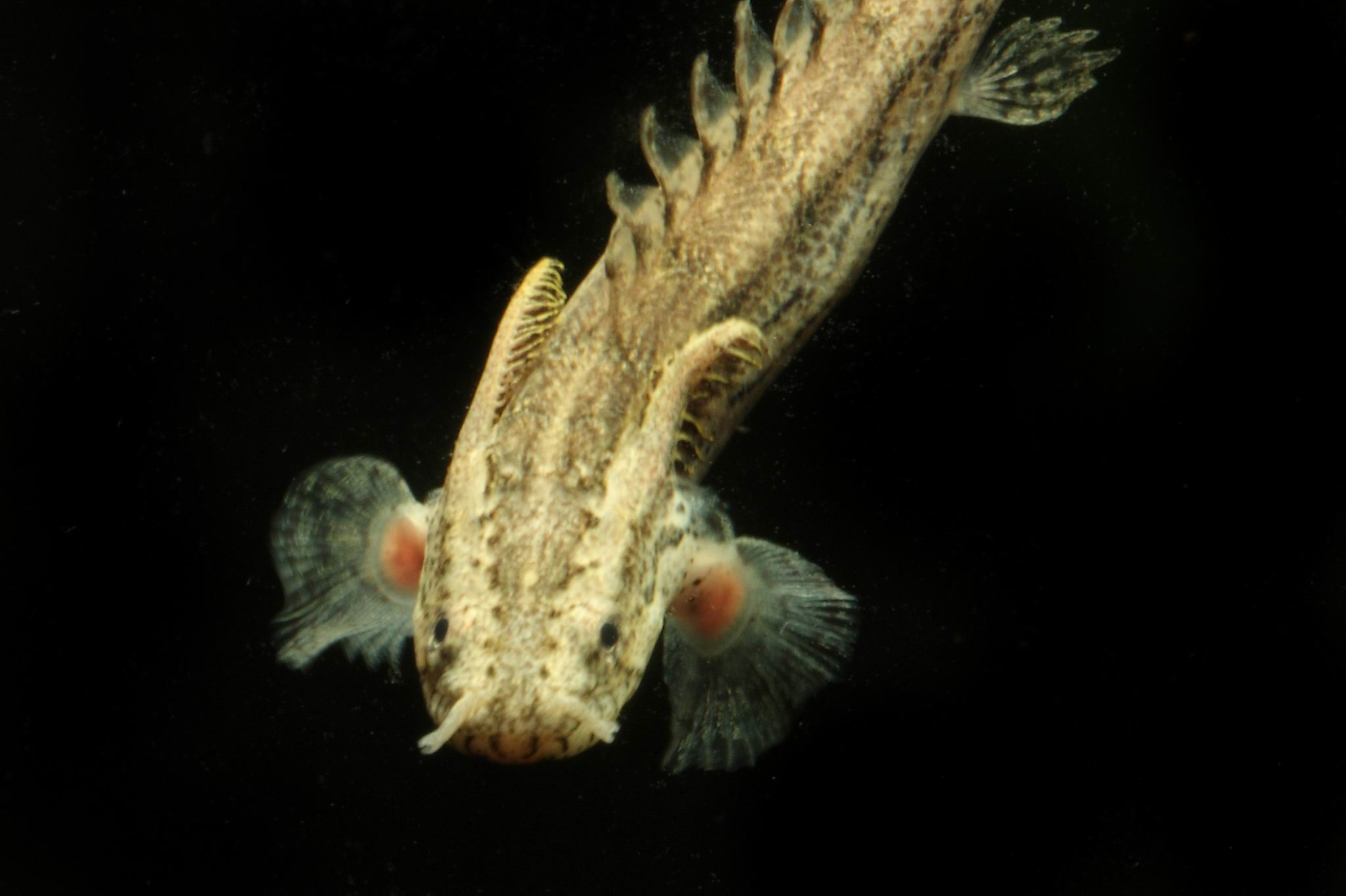 INDONESIAN FRESHWATER FISH COMMUNITY - IFFC: 17 SPECIES OF FAMILY ...