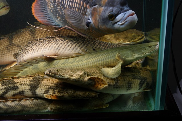 Photo 1 of 51, Polypterus Bichir Bichir