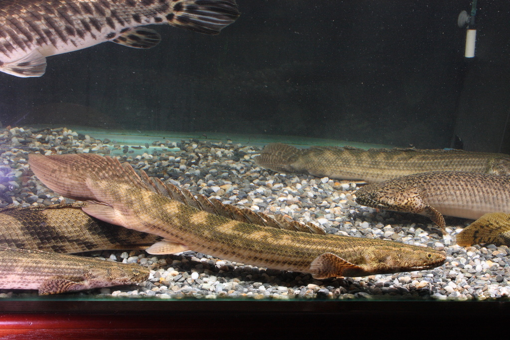 endli and lap varients with pics :) | Page 3 | MonsterFishKeepers.com