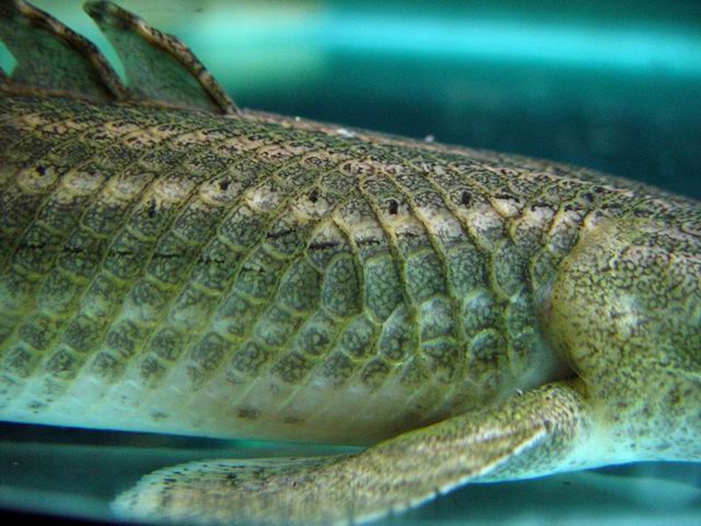 Polypterus Buettikoferi