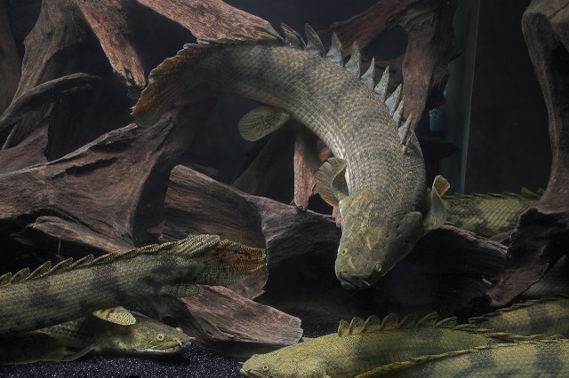 25" endlicheri congicus (update) | MonsterFishKeepers.com