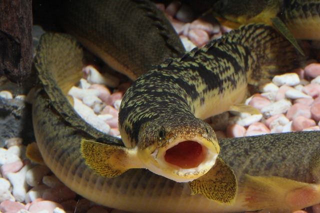 Some bichirs' pics | MonsterFishKeepers.com