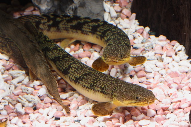 Almost done (bichir collection) | Page 4 | MonsterFishKeepers.com