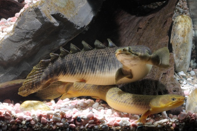 Turning pose of a very fat polli | MonsterFishKeepers.com