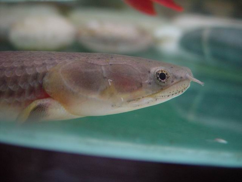 Photo 1 of 36, Polypterus retropinnis
