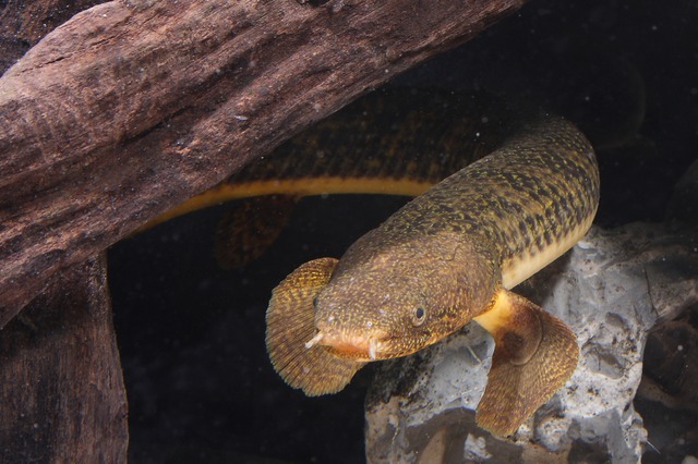 Almost done (bichir collection) | Page 4 | MonsterFishKeepers.com