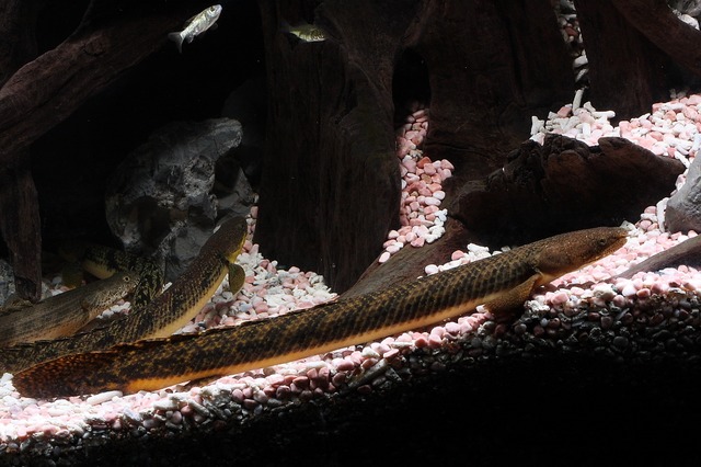 Almost done (bichir collection) | Page 4 | MonsterFishKeepers.com