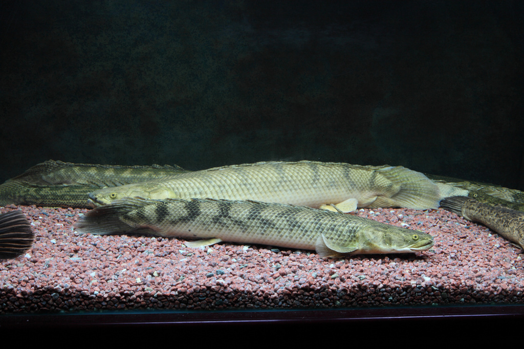 Polypterus Congicus photo thread. | Page 7 | MonsterFishKeepers.com