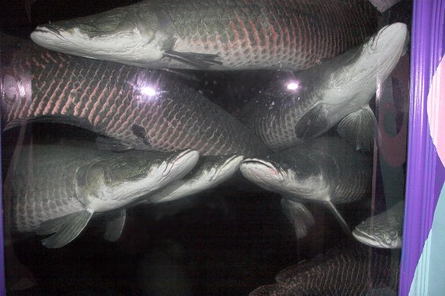 Arapaima Show Tank | MonsterFishKeepers.com