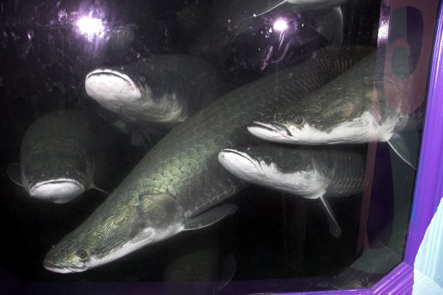 Arapaima Show Tank | MonsterFishKeepers.com