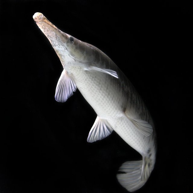 Spotted gar | MonsterFishKeepers.com