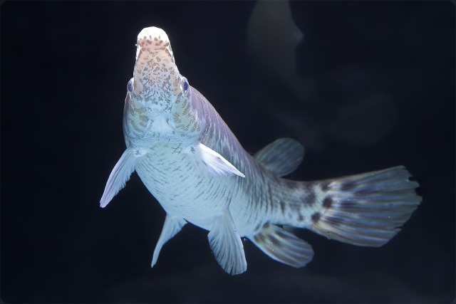 Spotted gar | MonsterFishKeepers.com