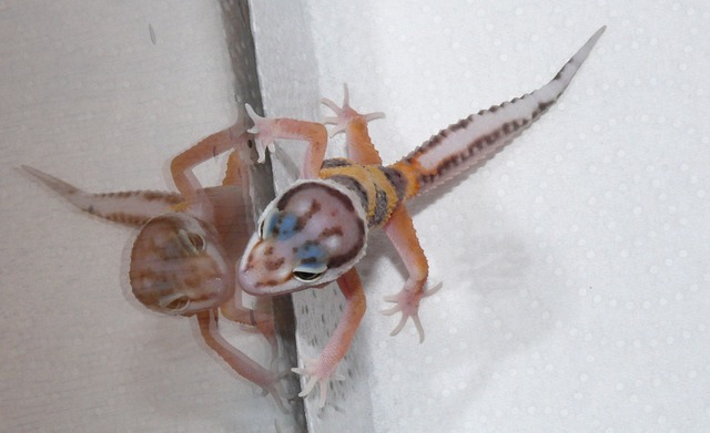 Photo 1 of 50, ~Hatchling Leopard Gecko~