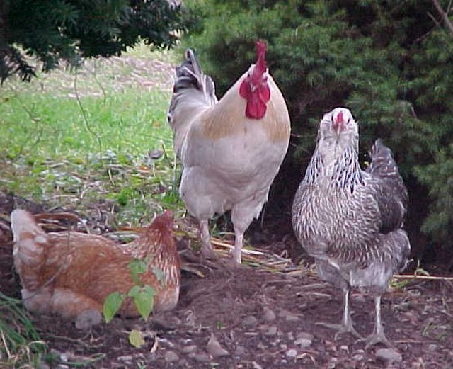 Model Chicken Contest - (Winners Posed) *Real Prize* | Page 14 ...