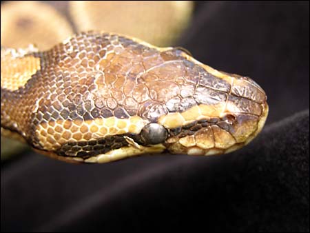 Ball Python Eye Caps