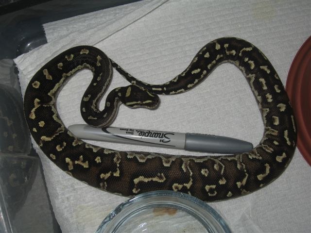 Meet Zina, my new Angolan Python female :) - German Shepherd Dog Forums