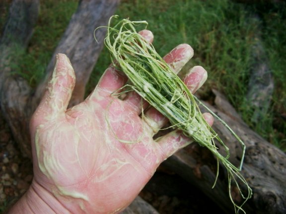 Processing Yucca Fibers - PaleoPlanet
