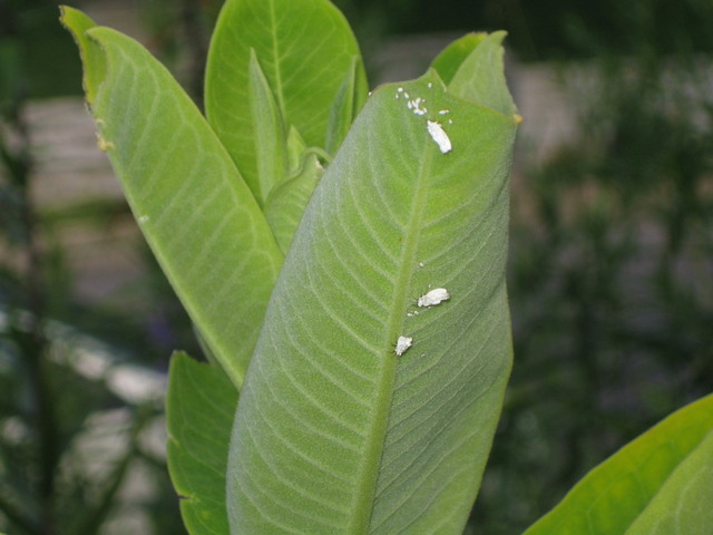 Ensign coccid explosion - can it be related to ants in my yard ...