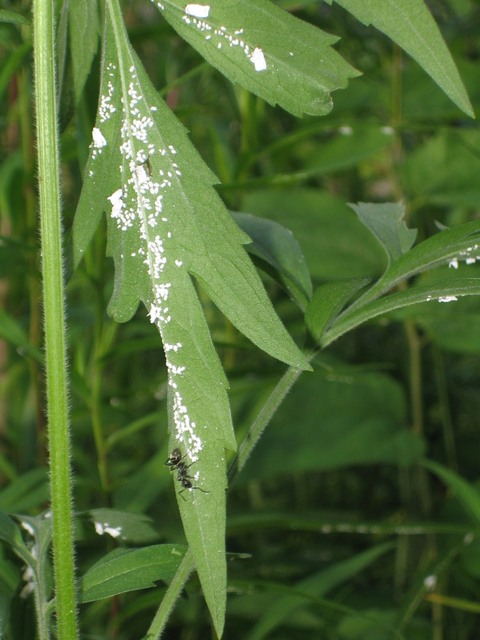 Ensign coccid explosion - can it be related to ants in my yard ...